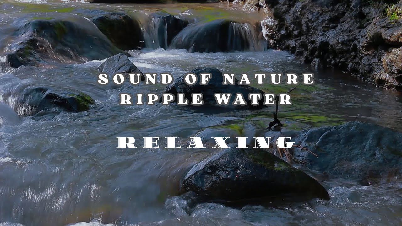 Calm Forest Stream Sounds for Deep Sleep and Stress Relief - YouTube