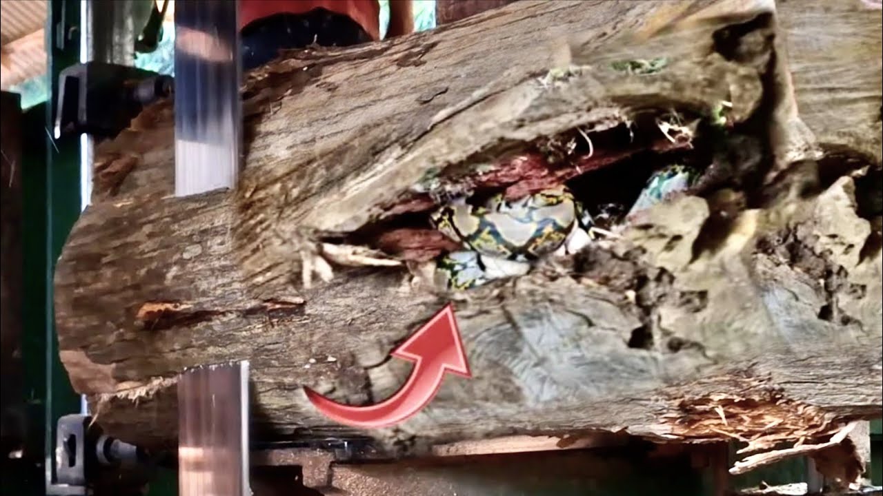 It's truly terrifying! The tension that ensues during the sawing ...