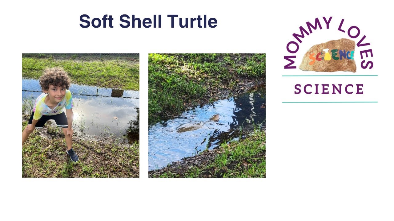 Soft Shell Turtle - YouTube