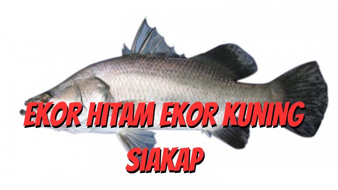 Kenapa Siakap,Baramudi Ekor KUNING/HITAM? - YouTube