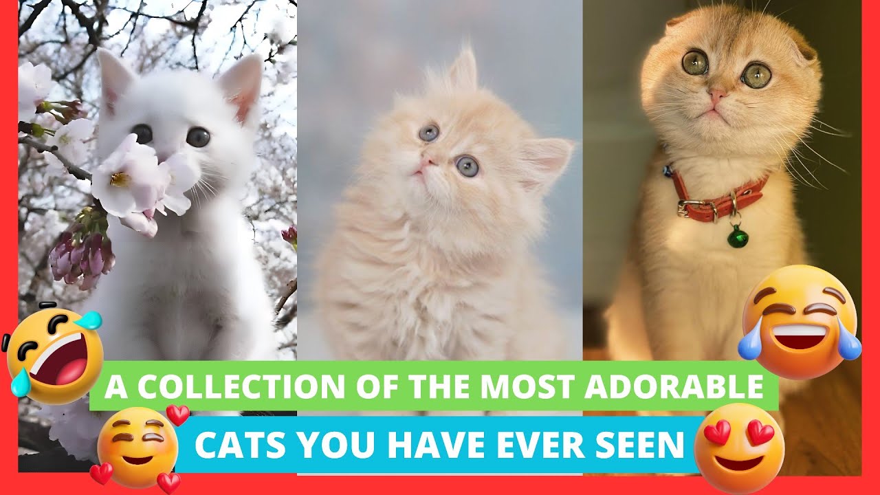 A collection of the most adorable cats you have ever seen 🥰😍 - YouTube
