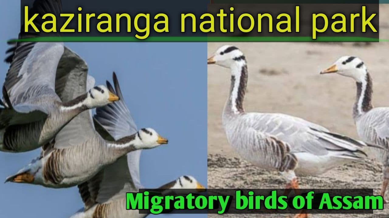 Migratory birds of Assam | kaziranga national park | Bird migration ...
