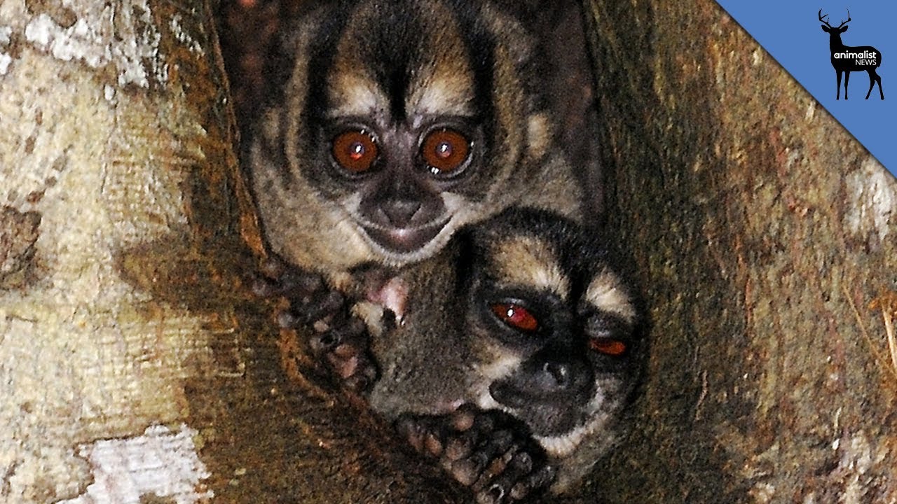 Monkey Monogamy - YouTube