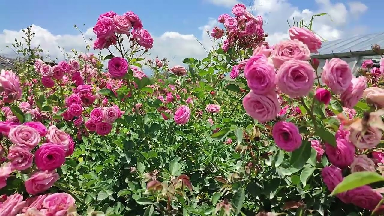 Bahong Sunflower Farm - YouTube