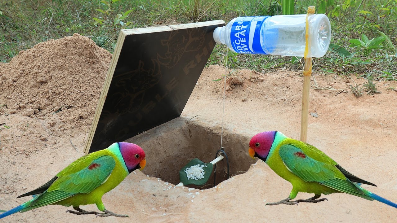 Easy Unique Underground Parrot Bird Trap Using Flat Wood & Deep Hole ...