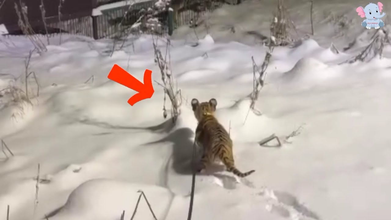 A lost tiger cub, Taro, was rescued and cared for by a wildlife team ...