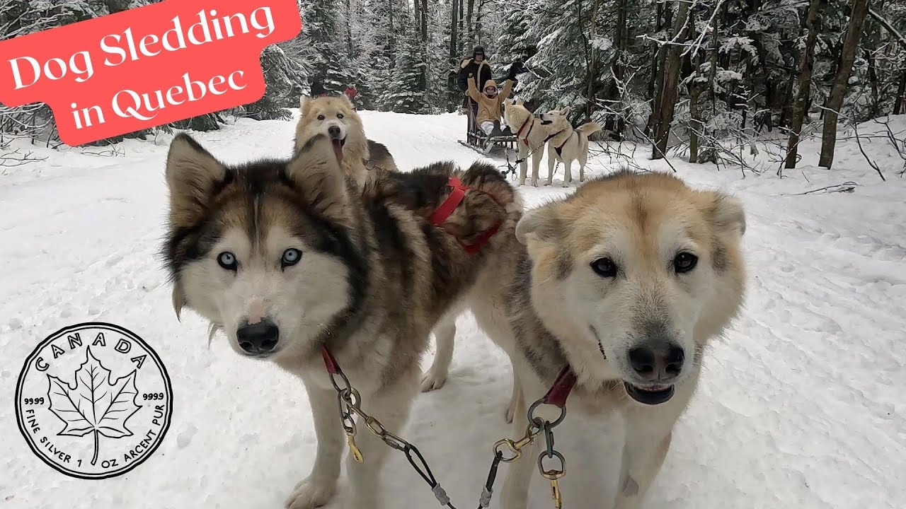 Dog Sledding in Quebec, Canada! - YouTube