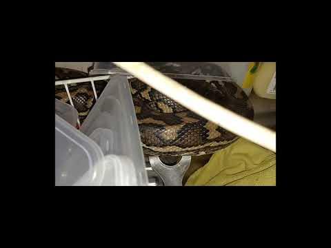 Coastal Pythons Everywhere! Nature's Pest Control. - YouTube