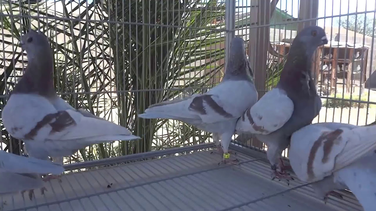 Redbar Italian Owl Pigeons - YouTube