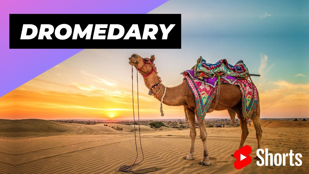 Dromedary 🐪 One Of The Tallest Animals In The World #shorts - YouTube
