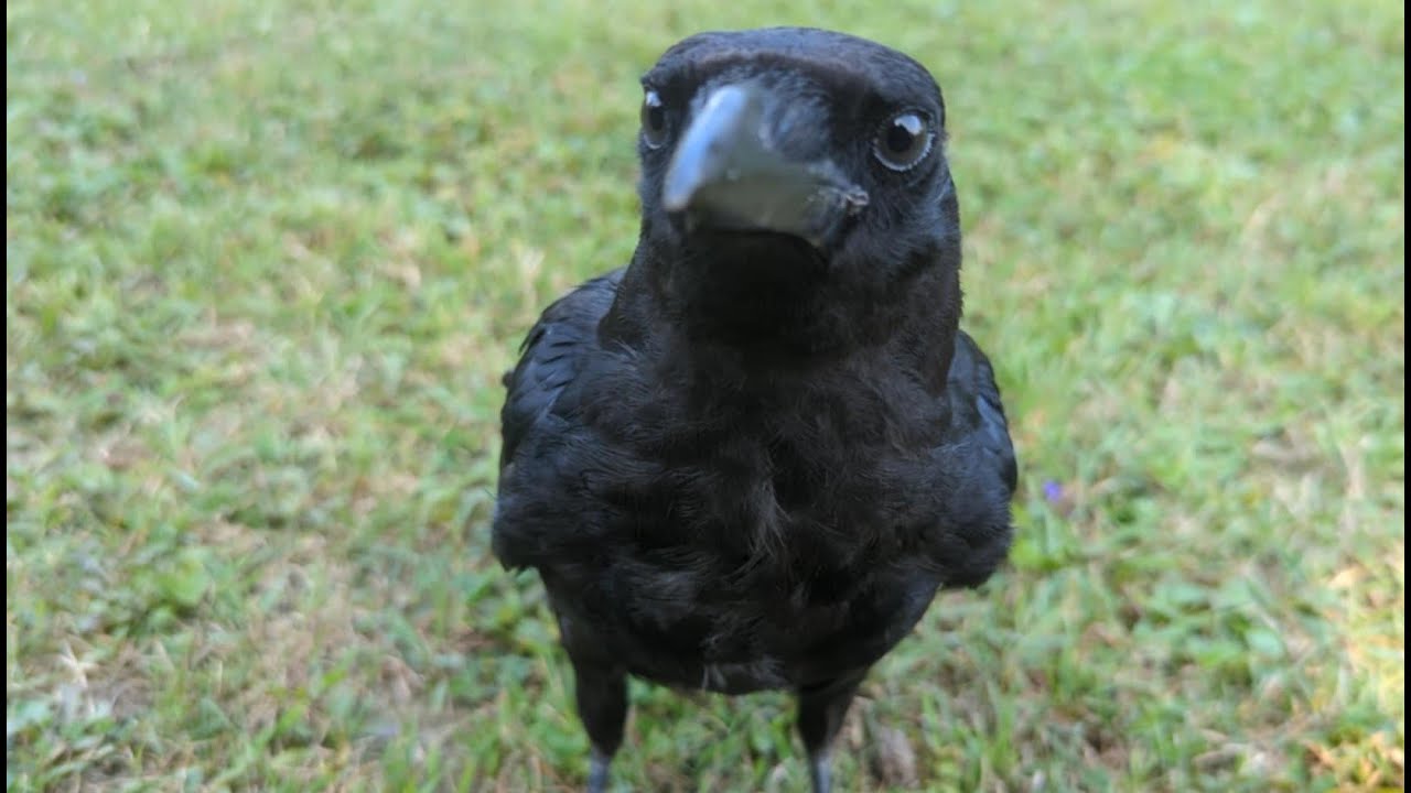 Frankie the Crow Says Hello 👋😍 - YouTube
