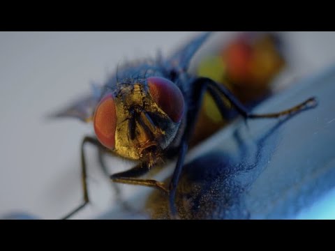 Life Cycle Of A Fly In 4K 2160p - YouTube