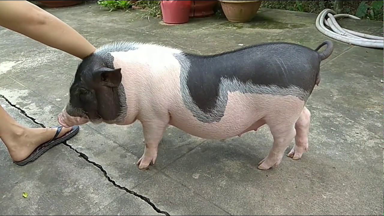 Cute Pets - Dynamic Pig - YouTube