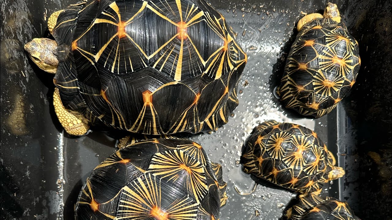 Radiated tortoise update! Flash floods and feeding all the tortoises ...