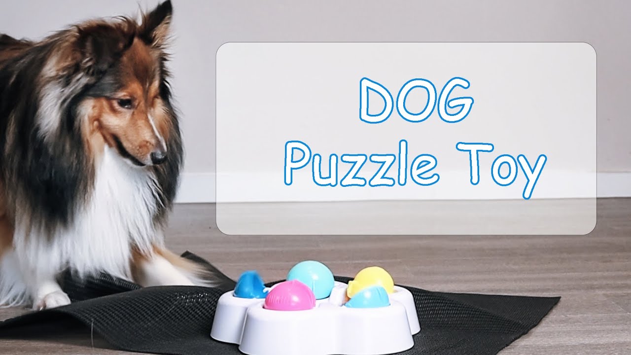 Dog IQ Puzzle Enrichment Toy Brain Games #viral #dog - YouTube