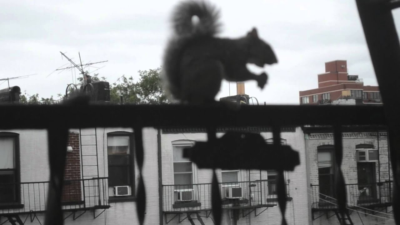Squirrely Squirrel - YouTube