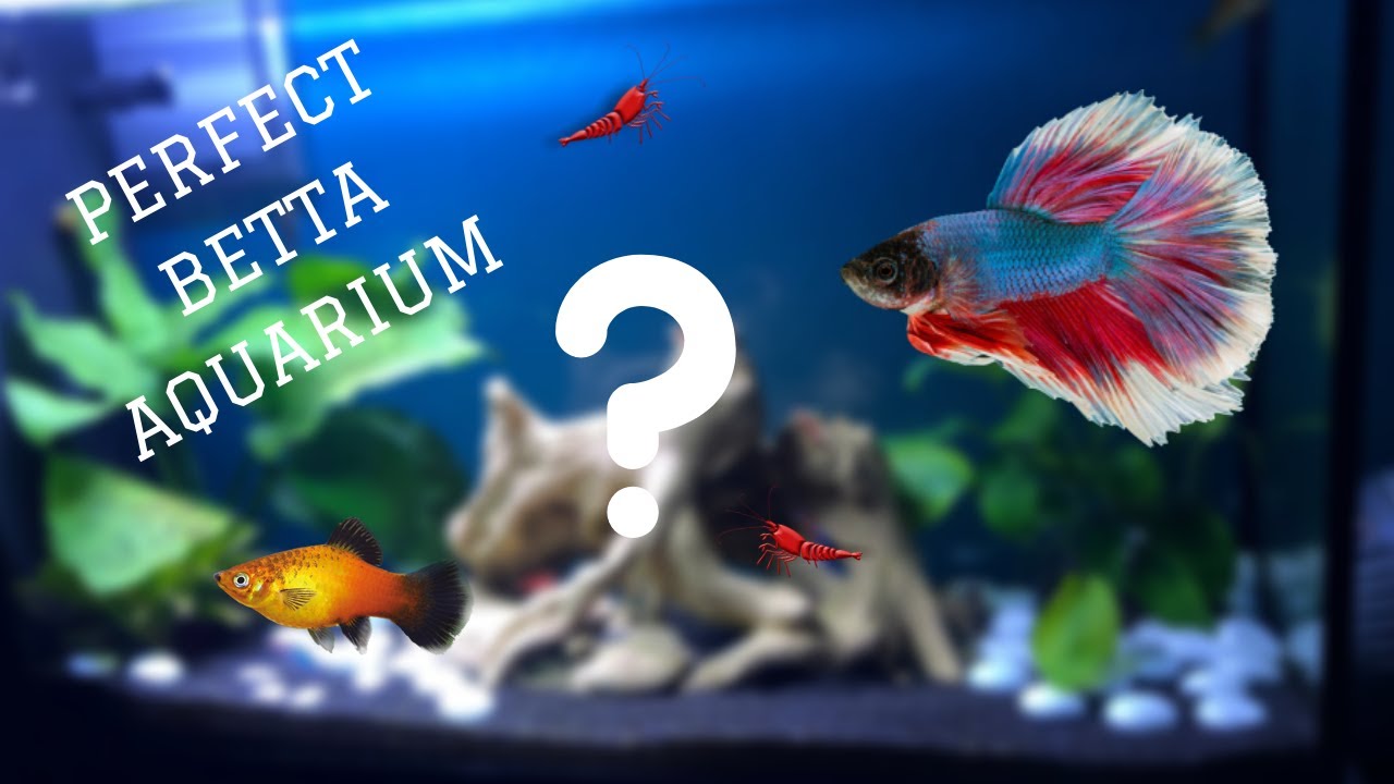 The PERFECT Betta Fish Tank set-up - YouTube
