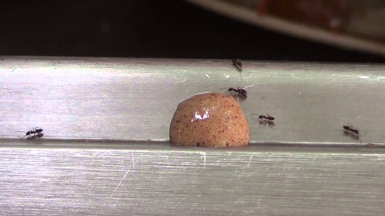 Ants in Training. Part 1 - YouTube