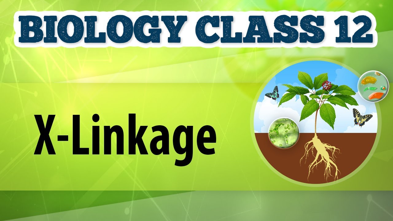 X-Linkage - Chromosomal Basis of Inheritance - Biology Class 12 - YouTube