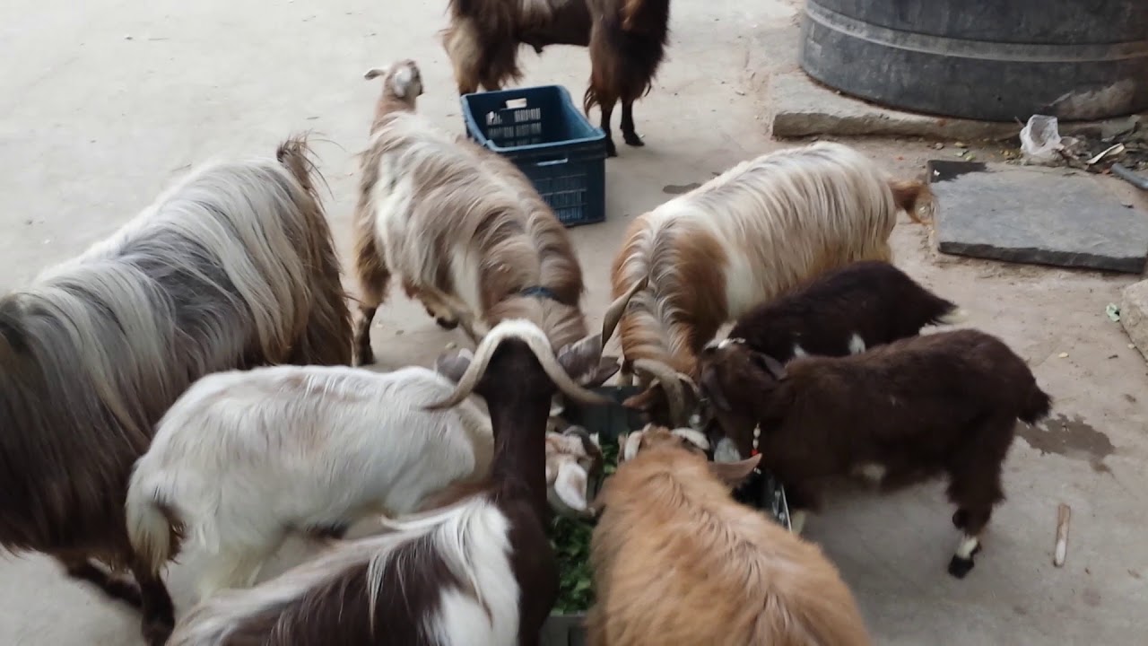 fancy goat for sale - YouTube