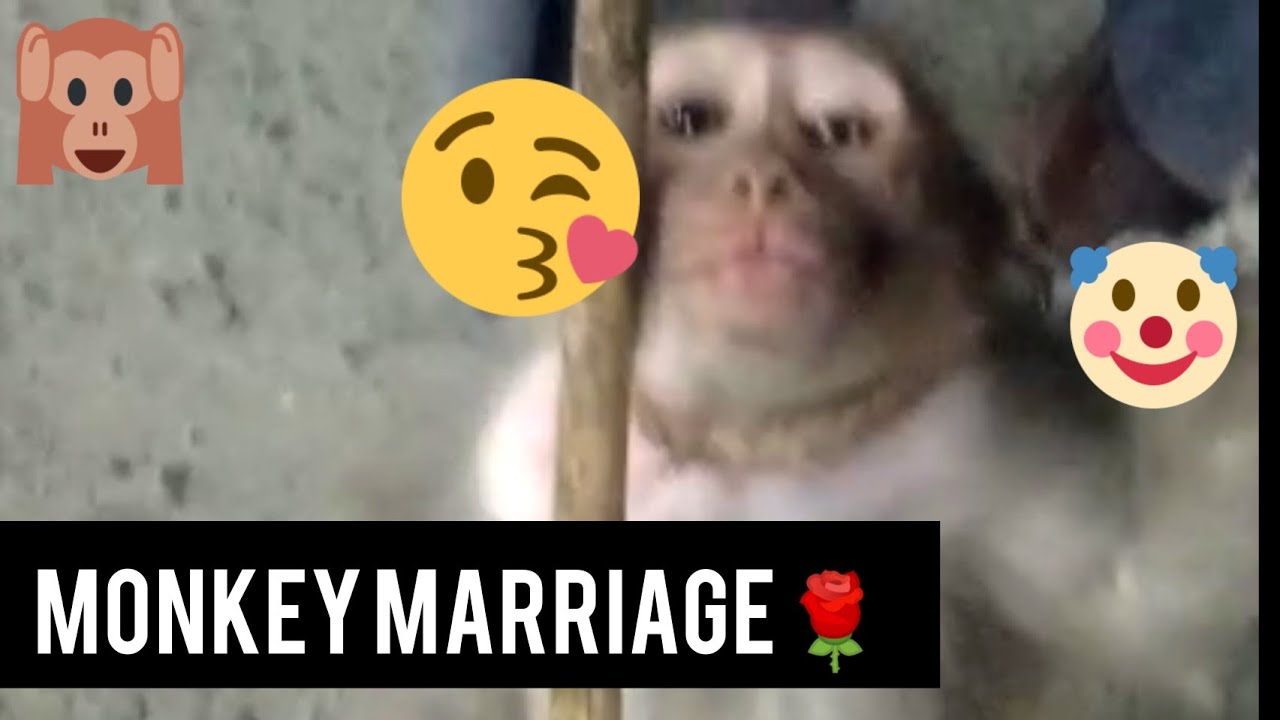 Monkey Marriage Funny Wedding Video🙈🙉🙈 - YouTube