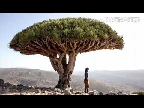 Dunyoning go'zal joylari, g'ayrioddiy daraxtlar top 5. - YouTube