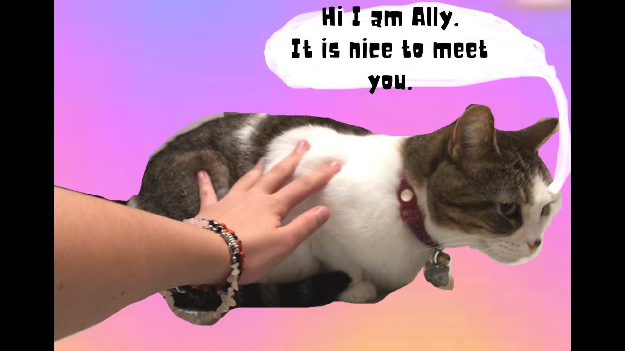 Meet Ally. - YouTube