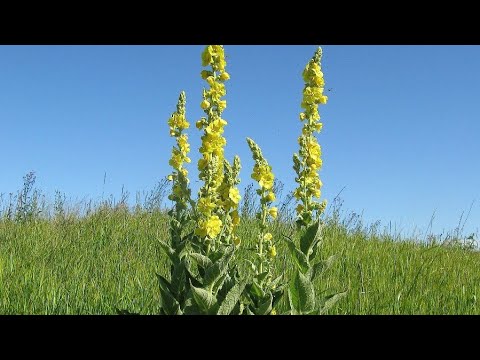 Lumanarica, buruiana cu efecte tamaduitoare - YouTube