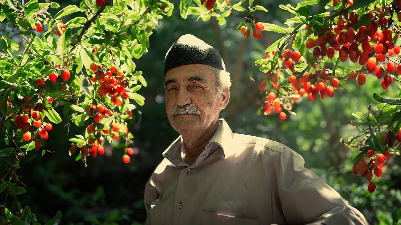 A Journey to the Heart of Iran’s CORNELIAN CHERRY Orchards: An ...