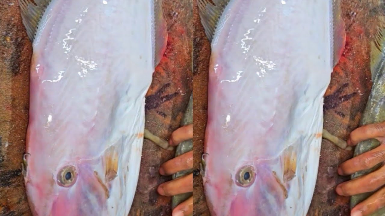 Leatherjacket fish udeppuri meen nanga fish!! Sagar fish hoodi ...