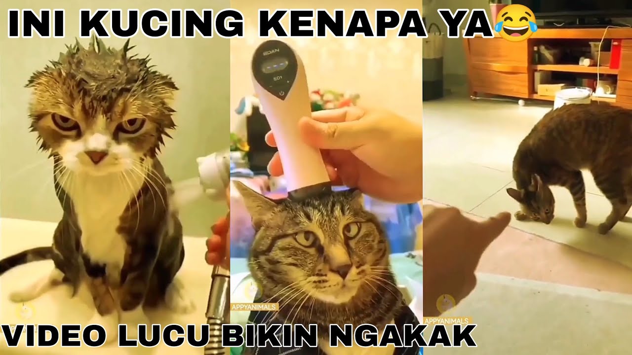 video lucu bikin ngakak/kucing lucu!!!!!! - YouTube