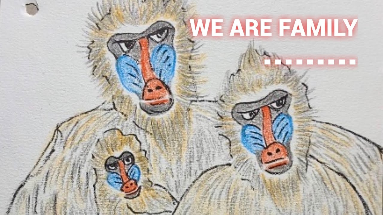 My doodle/Try To Draw Mandrill family (山魈)/ Happy Zoo # 28/ Color ...