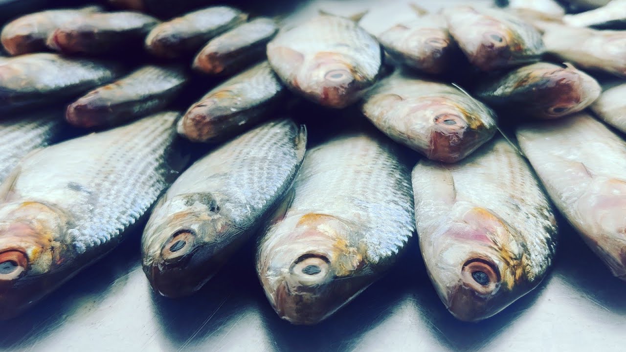 Nice taste fish cutting | Thodi fish cutting | Accurate cutting skill ...