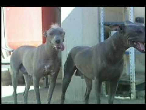NOTICIAS SONORA, PERROS XOLOITZCUINTLES O AZTECAS - YouTube