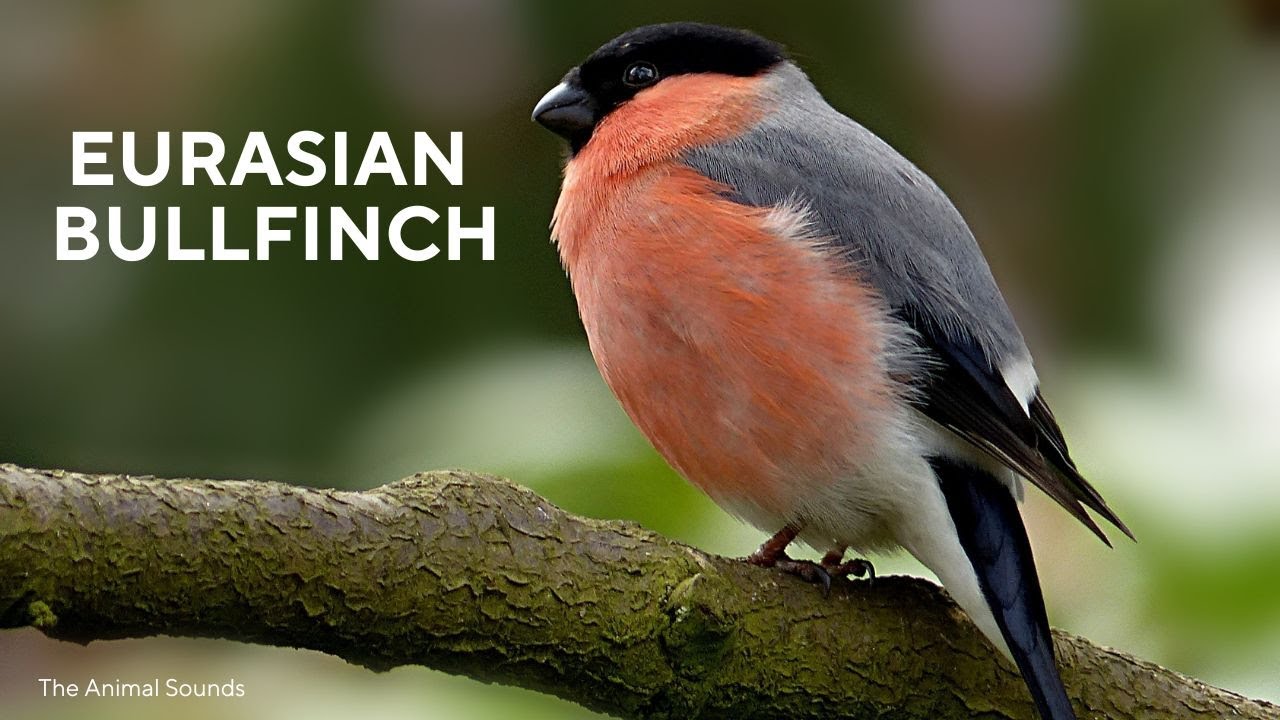 Enchanting Bullfinch call - Beautiful Eurasian Bullfinch song in the ...