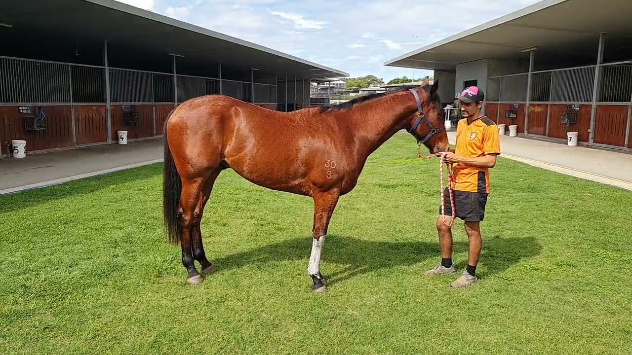 Casual Success at Eagle Farm stables (4th November 2021) - YouTube