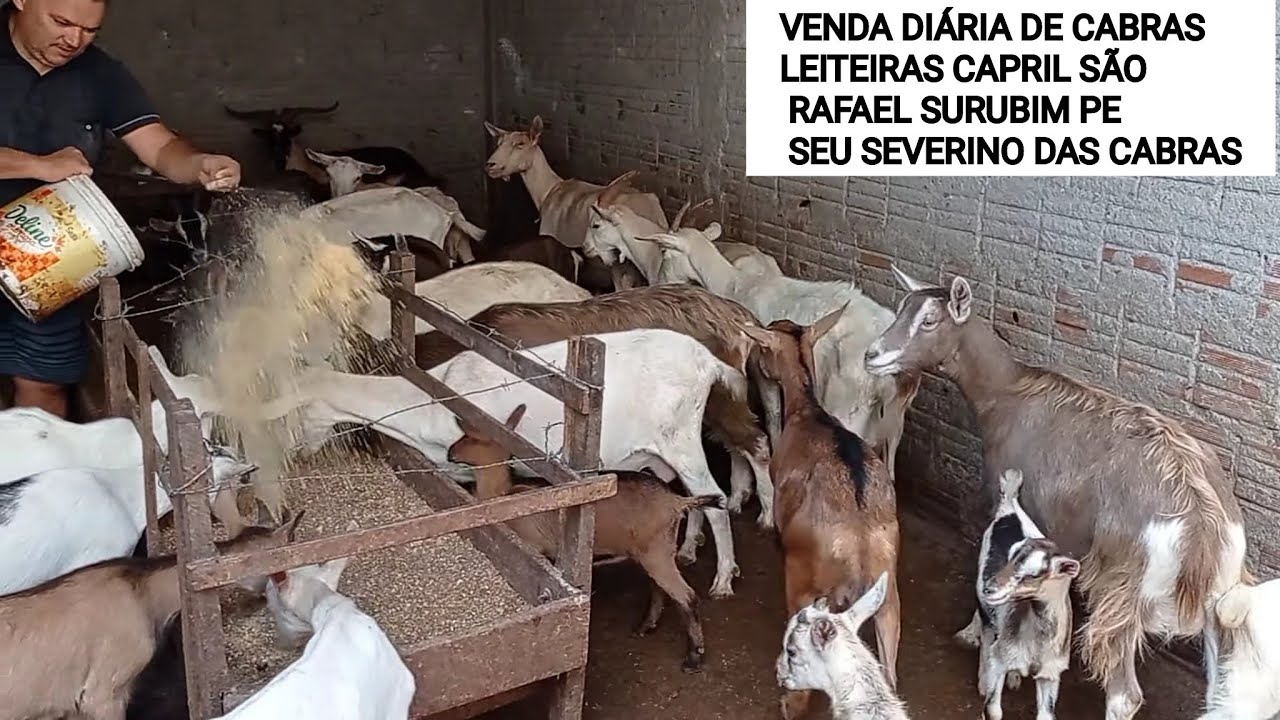 VENDA DIÁRIA DE CABRAS LEITEIRAS CAPRIL SÃO RAFAEL SURUBIM PE - YouTube
