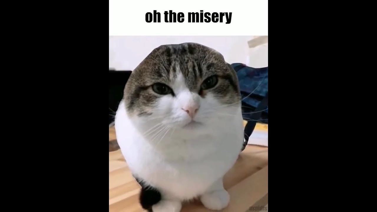 oh the misery (funny cat) - YouTube