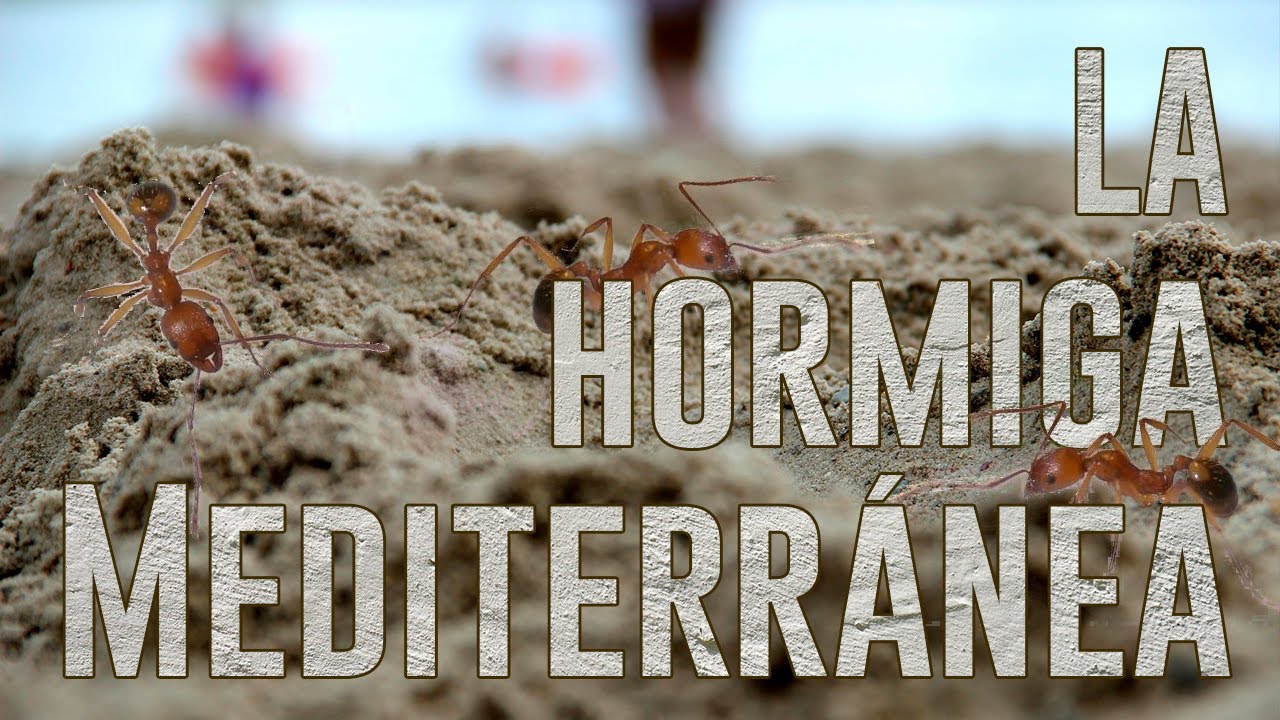 ANTenas || Aphaenogaster splendida - La hormiga Mediterránea - YouTube