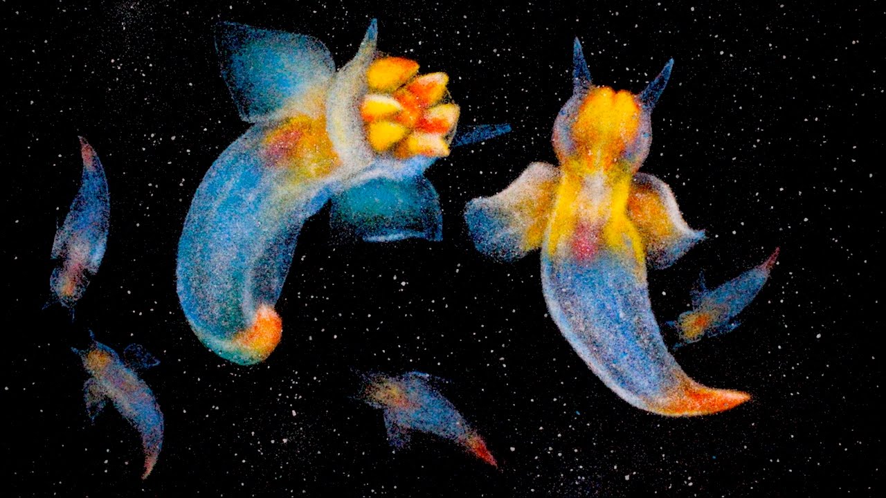 Sea angels - Salt Art - YouTube