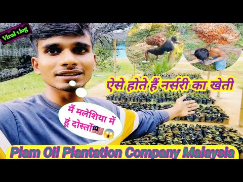 Malaysia Plantation General Workers Life! मलेशिया में General Workers ...