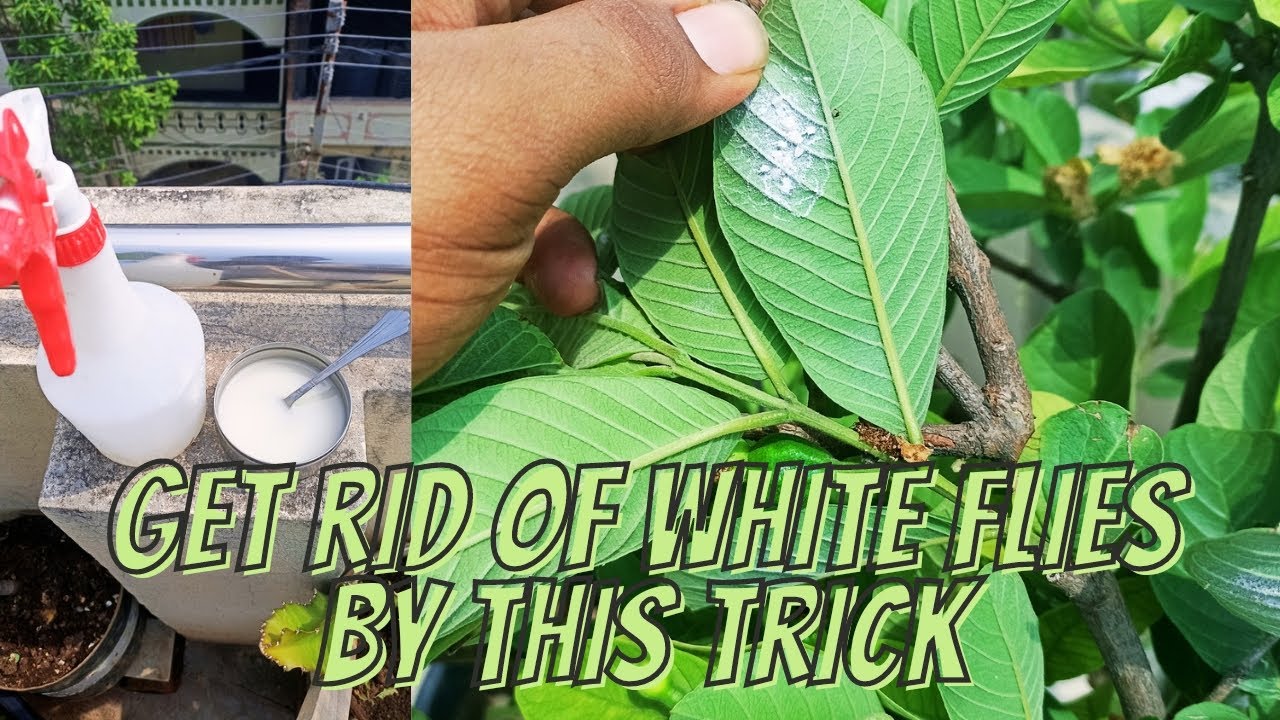 Quick and easy effective pesticide for white flies #white flies# ...