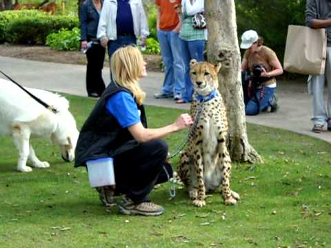 Cheetah Talk - YouTube