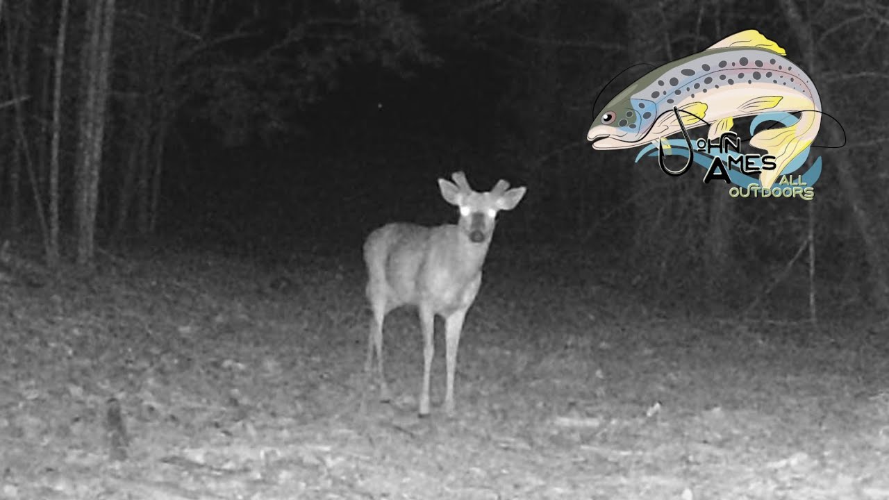 Trail camera footage DEER, Turkey - YouTube