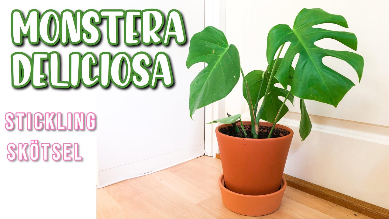 Stickling av MONSTERA DELICIOSA - YouTube