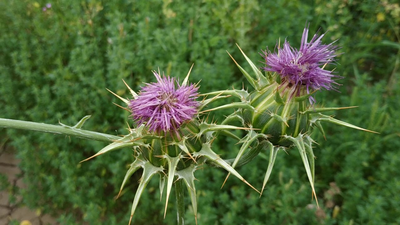 El Cardo Mariano - YouTube