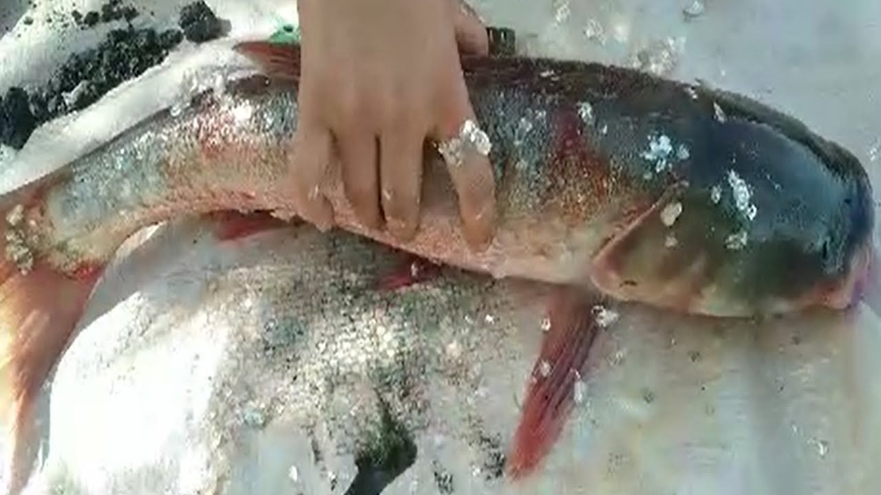 Amazing Big Silver Carp|| Fish Cutting video In village| Fish Cutting ...