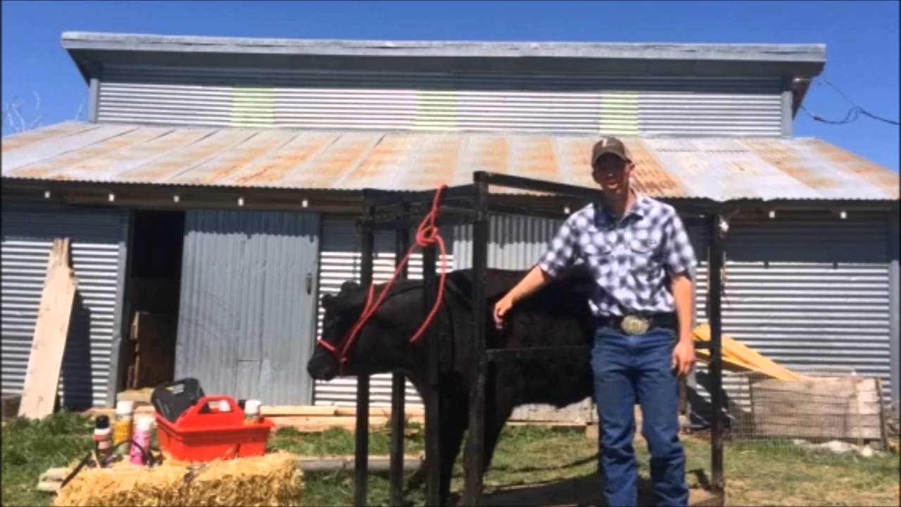 Fitting a Steer - YouTube