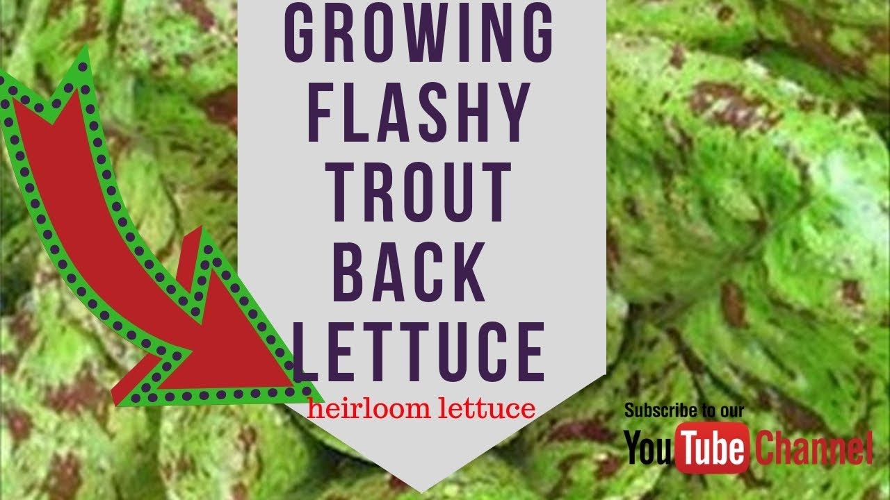 Growing Flashy Trout Back Organic Lettuce - YouTube