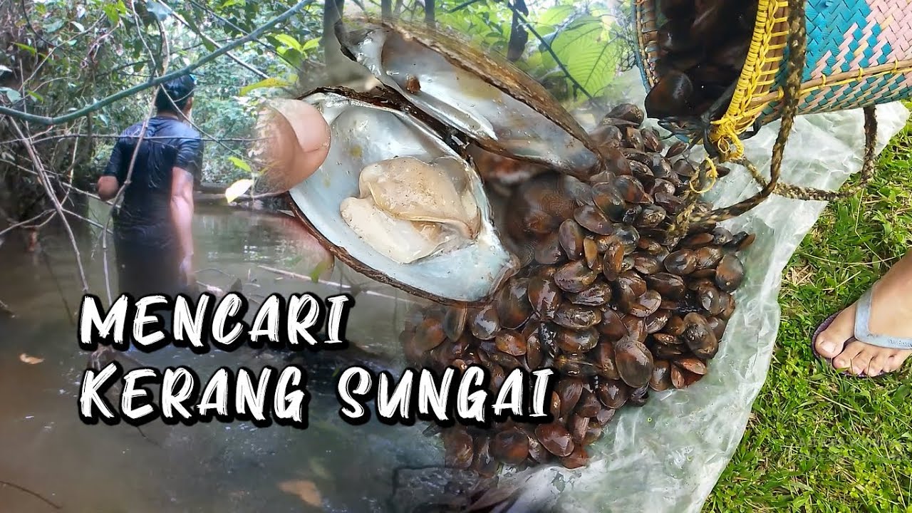 MENCARI KERANG DI SUNGAI PERBATSAN KALIMANTAN BARAT - YouTube